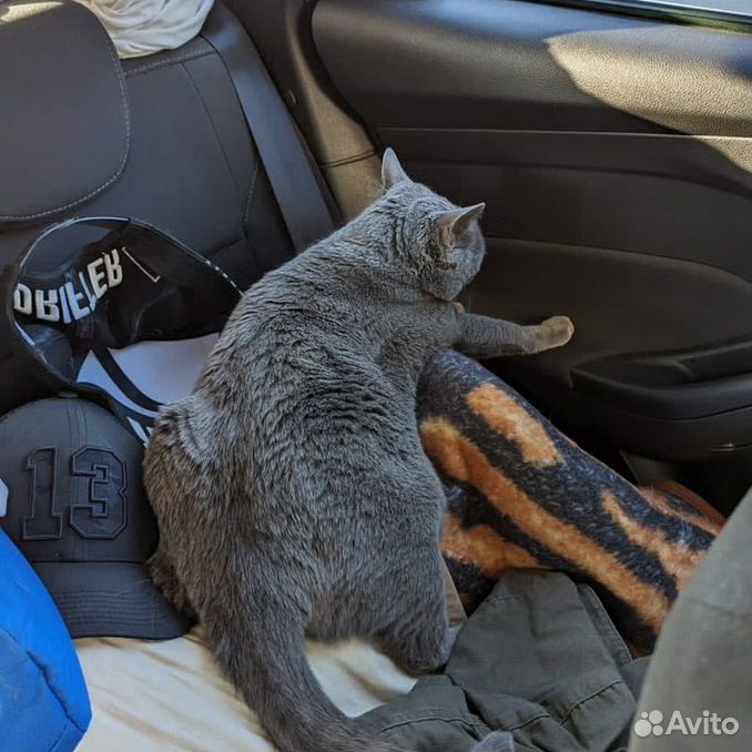 Кошечка экзот помесь с британцем