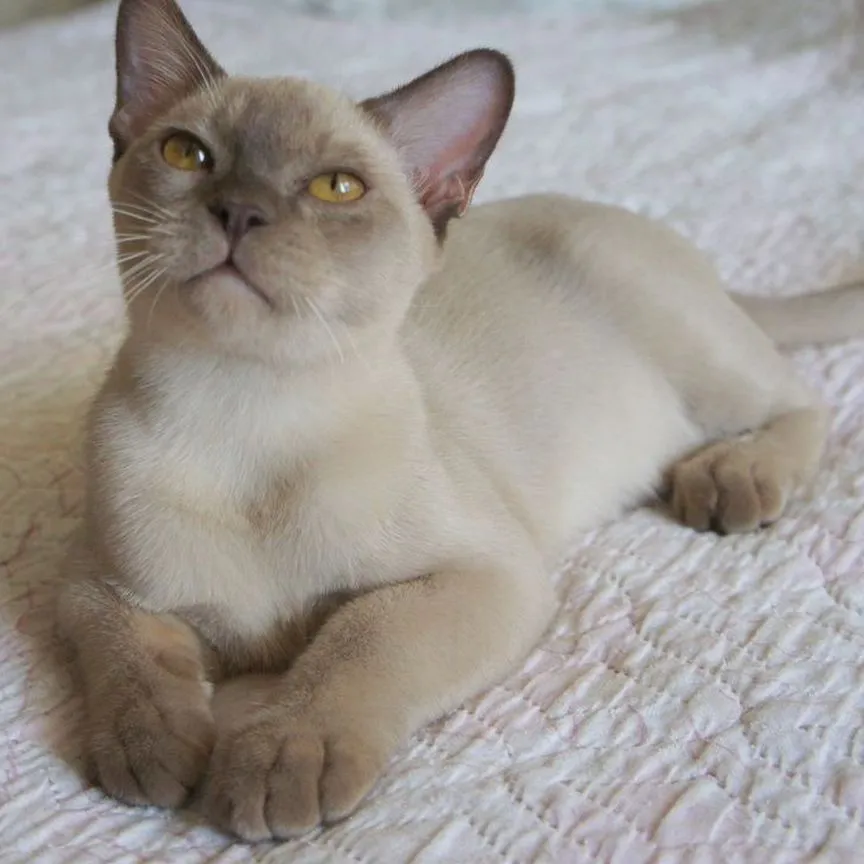 Котёнок бурма