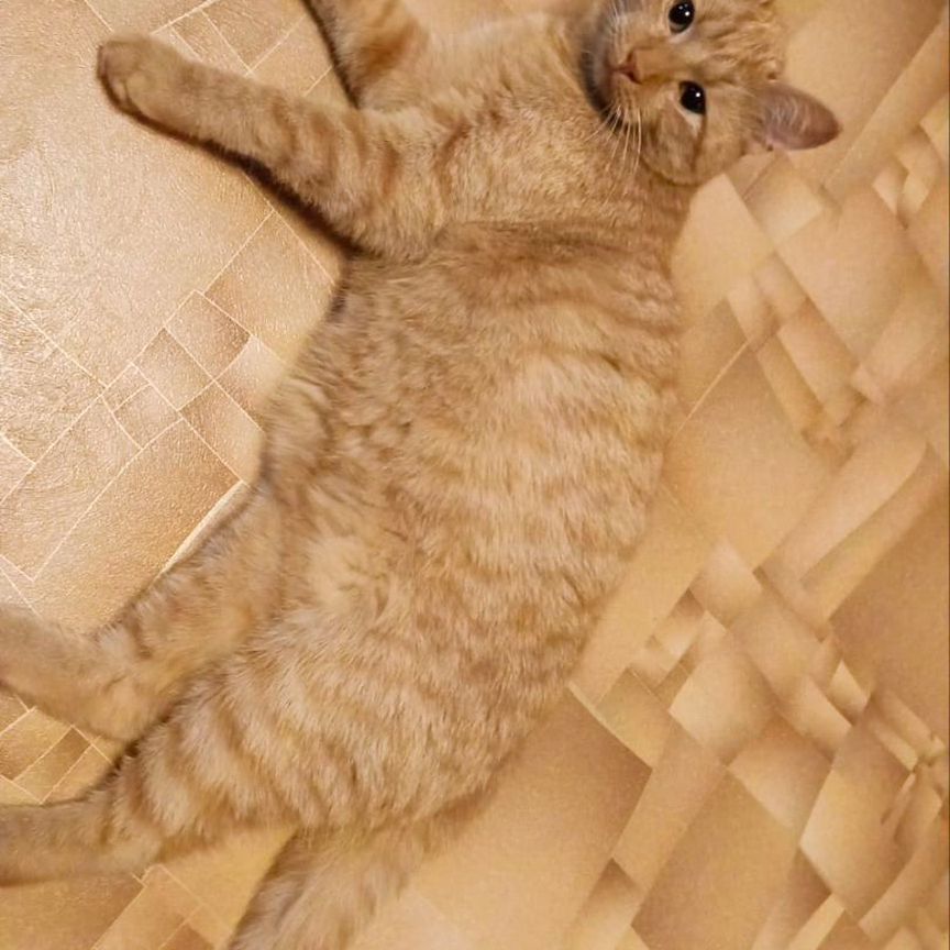 Кот в хорошие руки