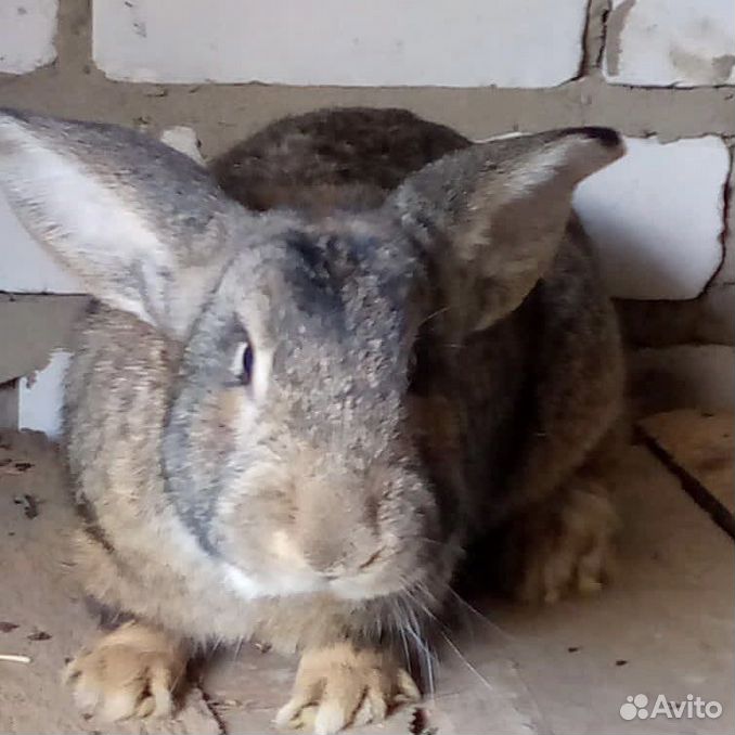Продаем кроликов