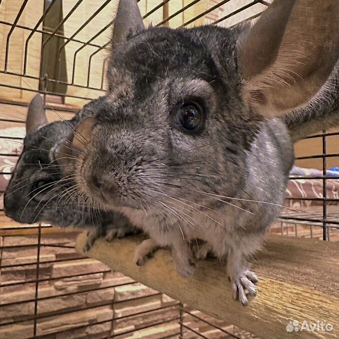 Шиншилла мальчик и девочка