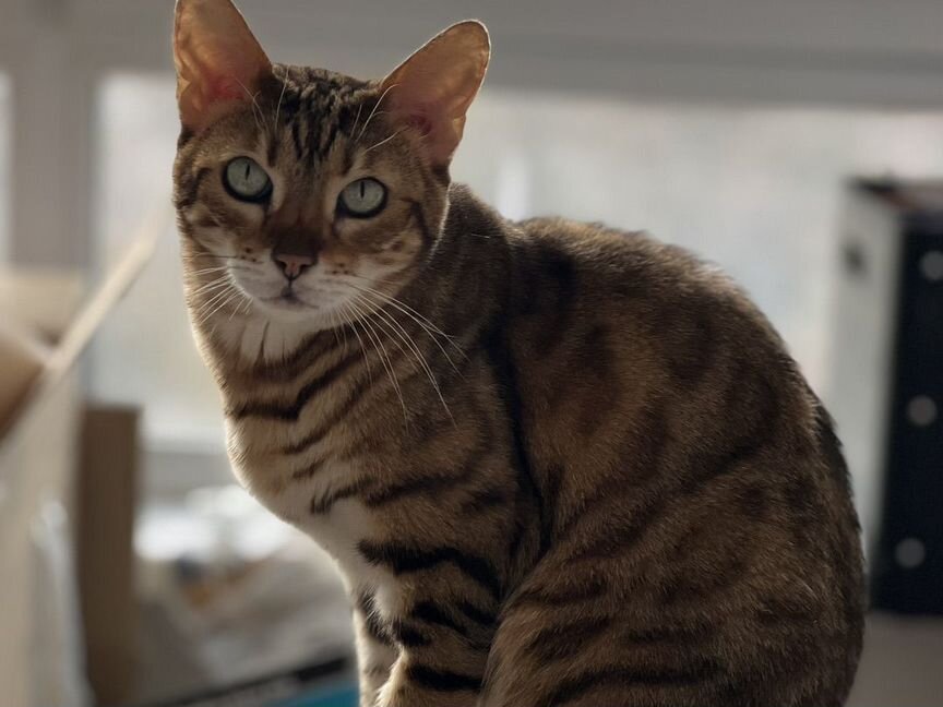 Бенгальская кошка в добрые руки