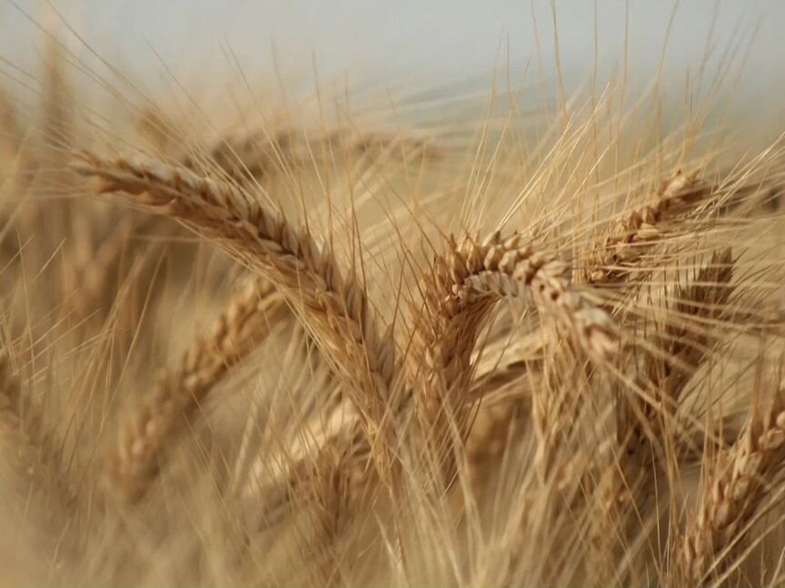 Пшеница твердая