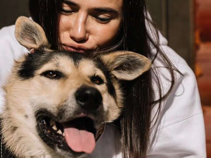 Метис немецкой овчарки ждёт своего человека