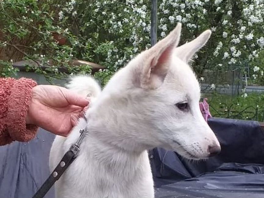 Белоснежная девочка щенок ищет дом бесплатно