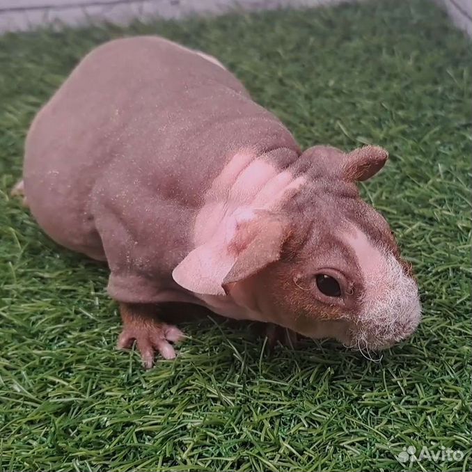 Девочка свинка скинни