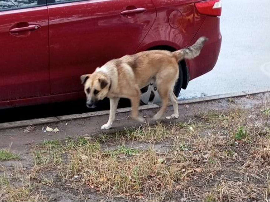 Найдена замечена собака