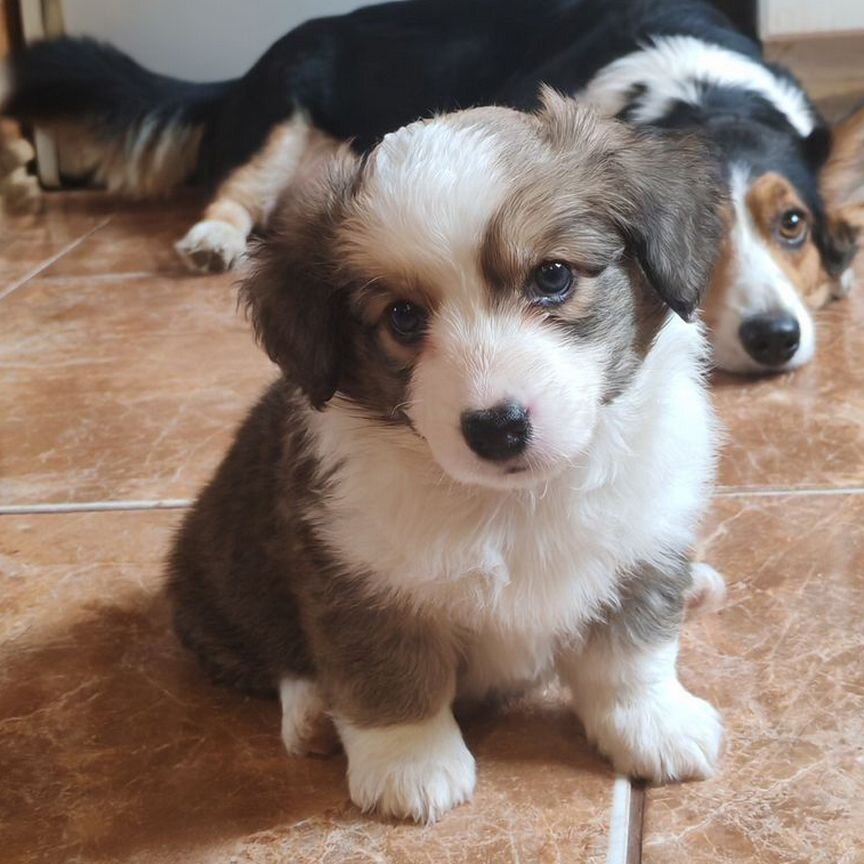 Вельш Корги Кардиган, щенок