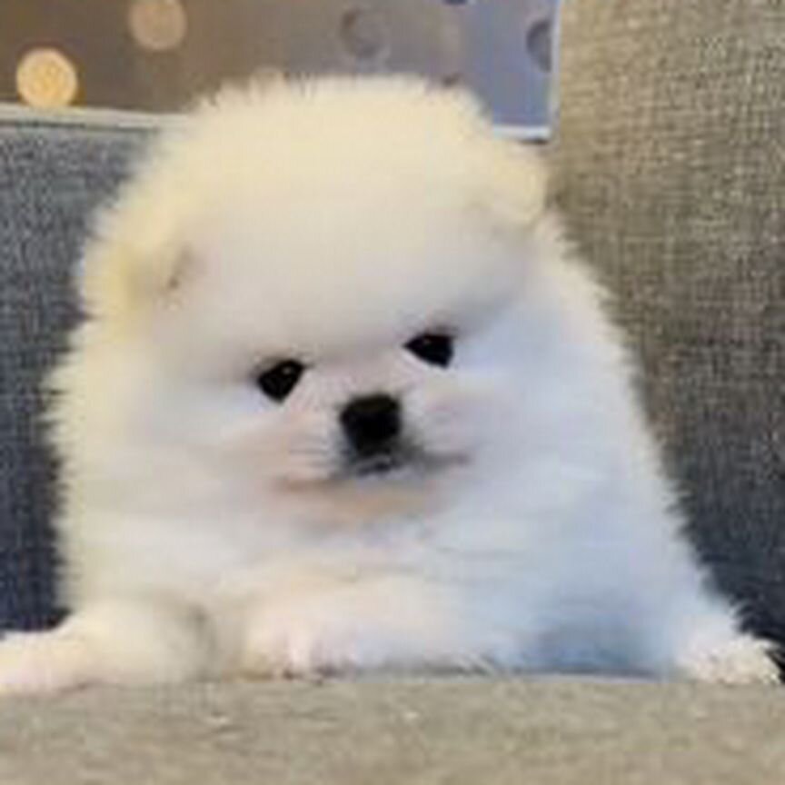 Немецкий шпиц, щенок