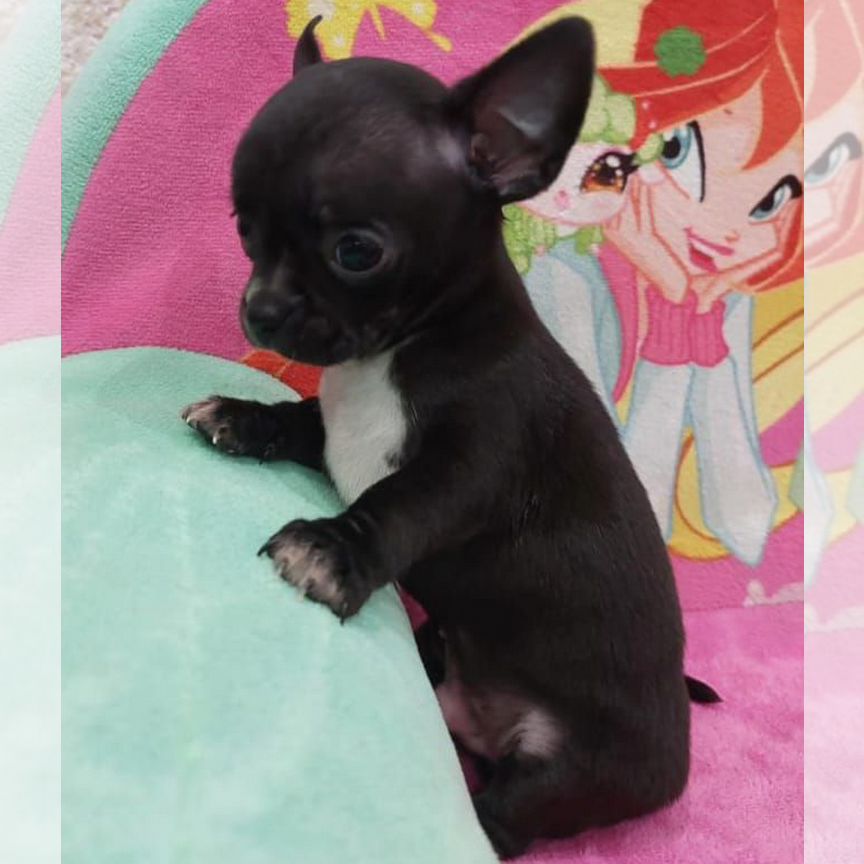 Продаются щенки чихуахуа