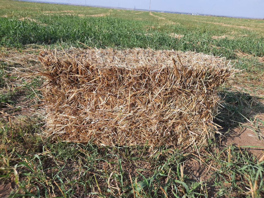 Сено суданка