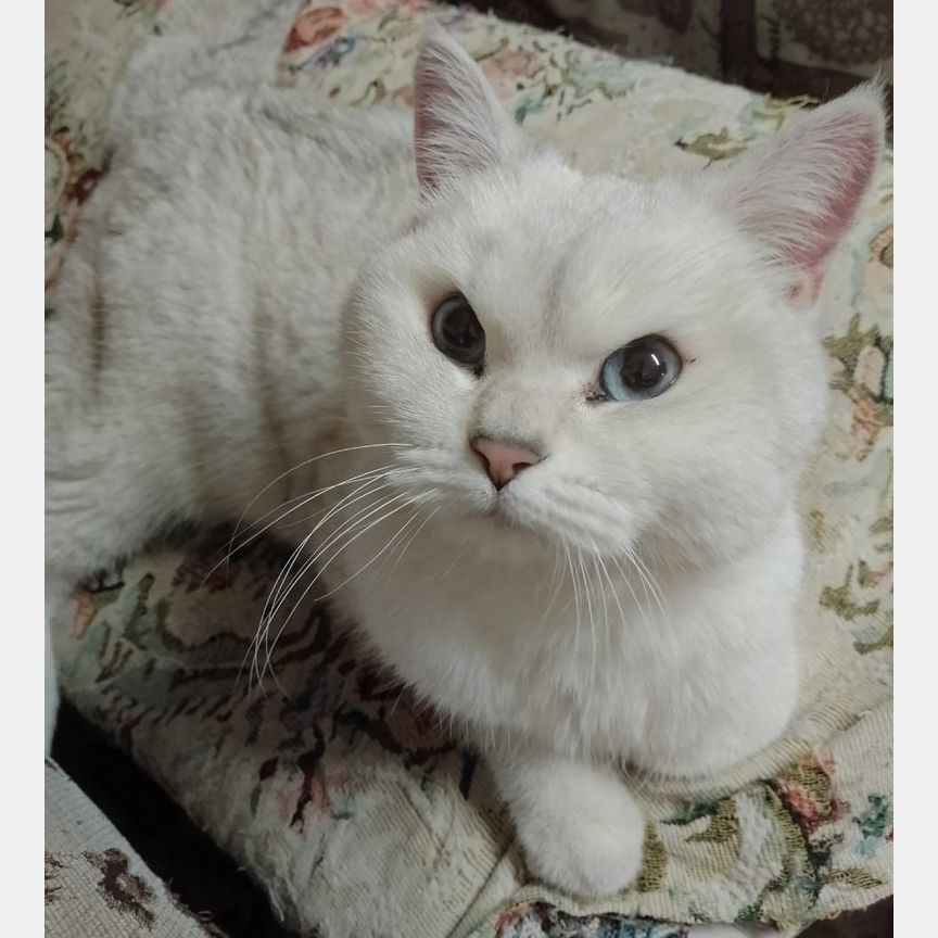 Кошка с патологией нуждается в доме