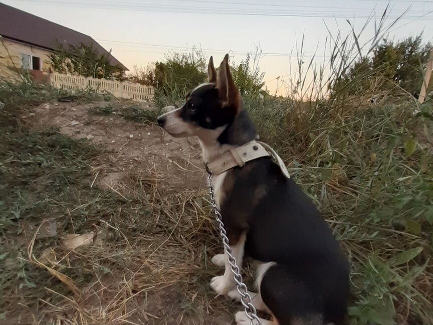 Продаю собаку наличкой корги