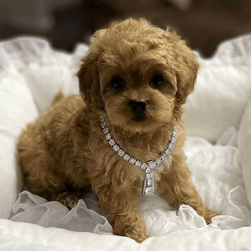 Мальтипу, щенок