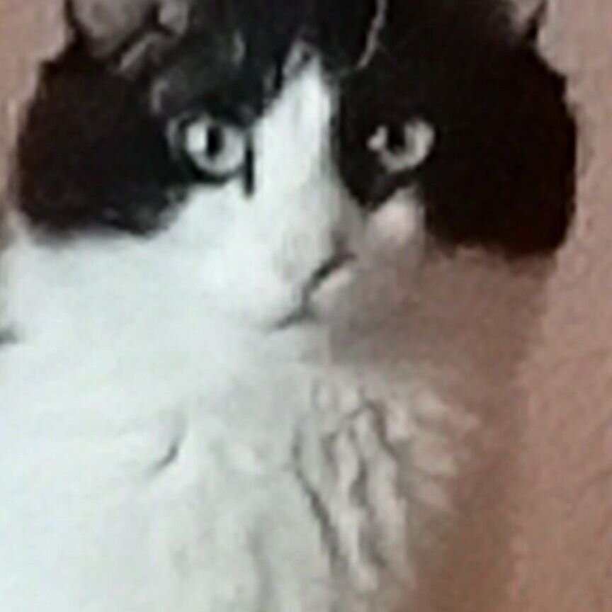 Кот