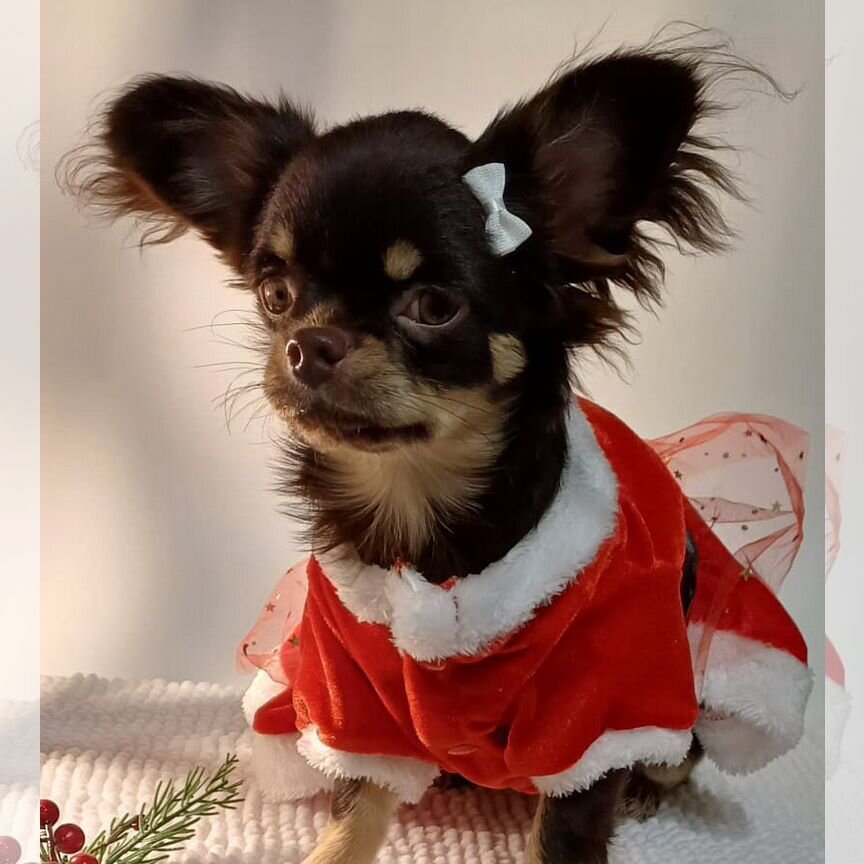 Чихуахуа, щенок