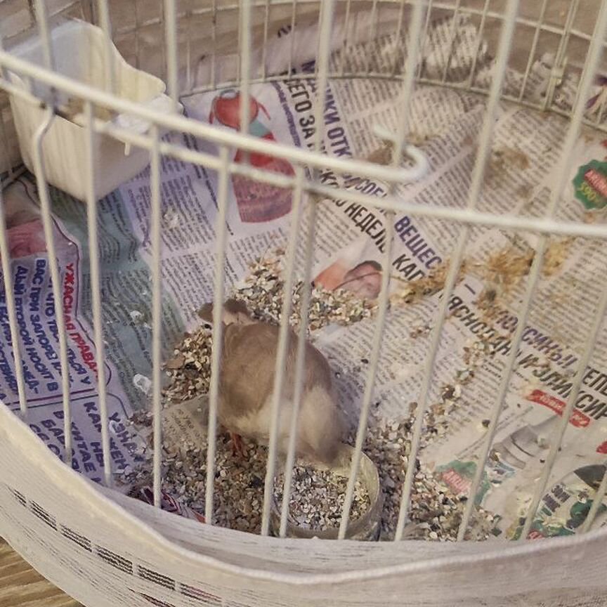 Амадин девочка