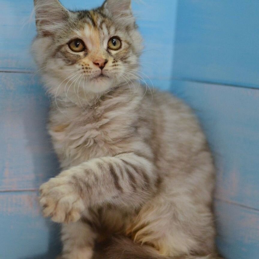 Мейн-кун котёнок