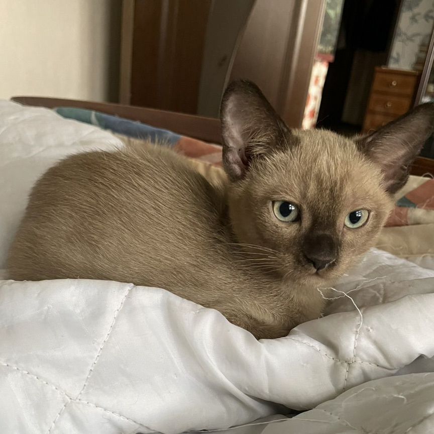 Котенок Европейской бурмы