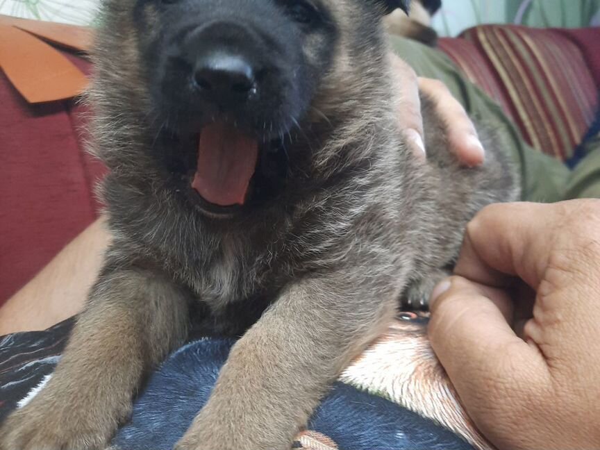 Метис немецкой овчарки