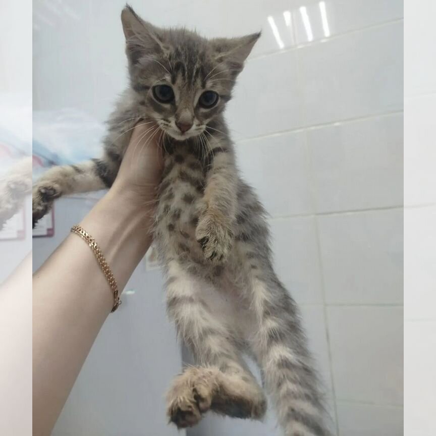 Котёнок в добрые руки