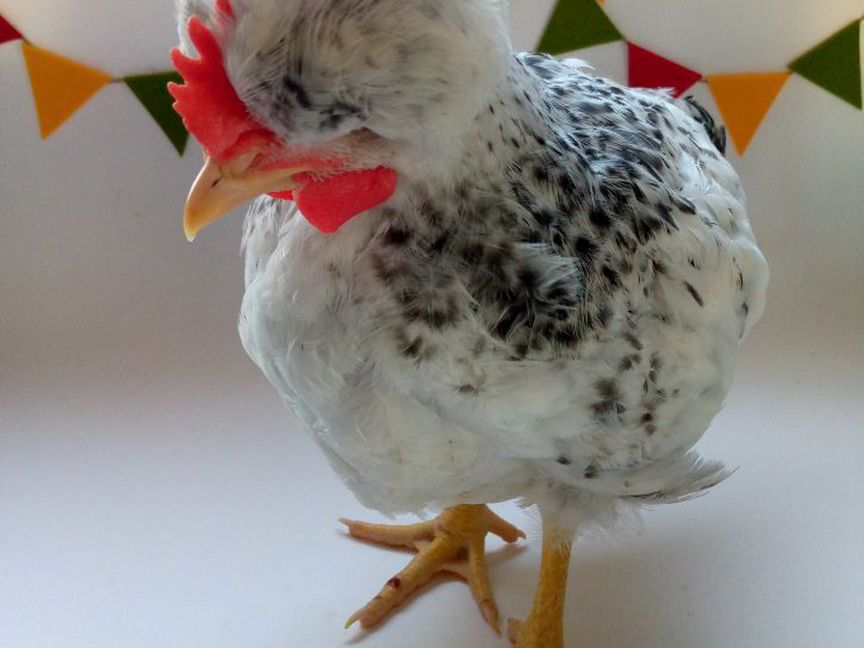 Молодые петухи