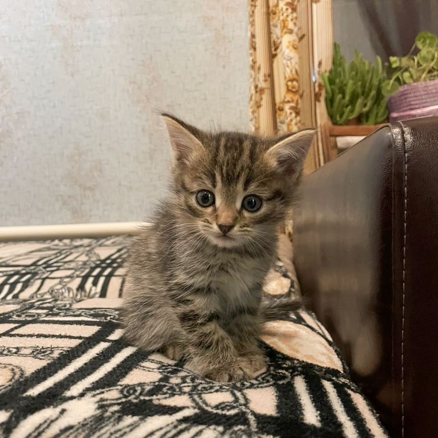 Котята в добрые руки бесплатно