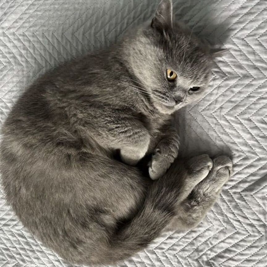 Кошки в добрые руки