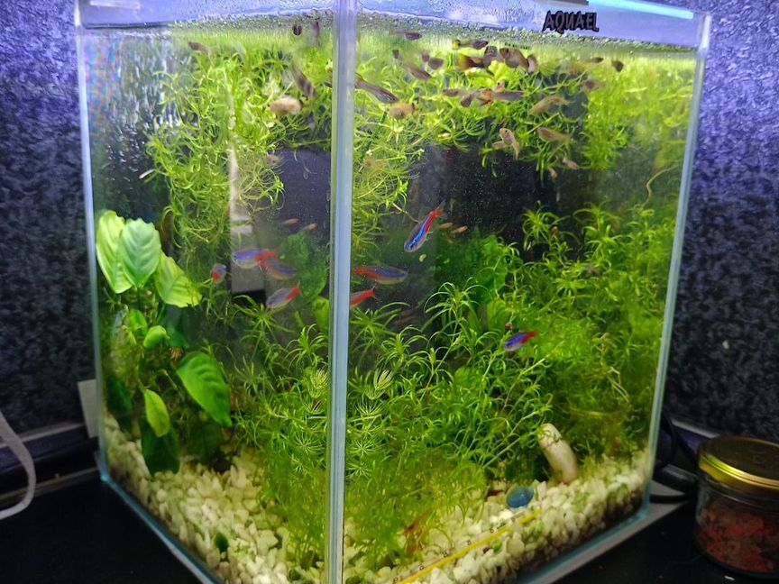 Аквариум aquael 30л полный комплект