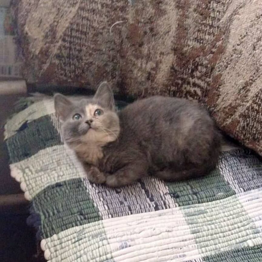 Домашние котики
