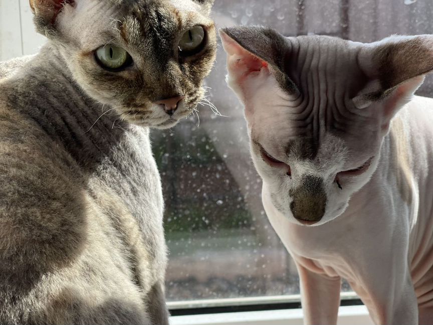 Канадский сфинкс две девочки