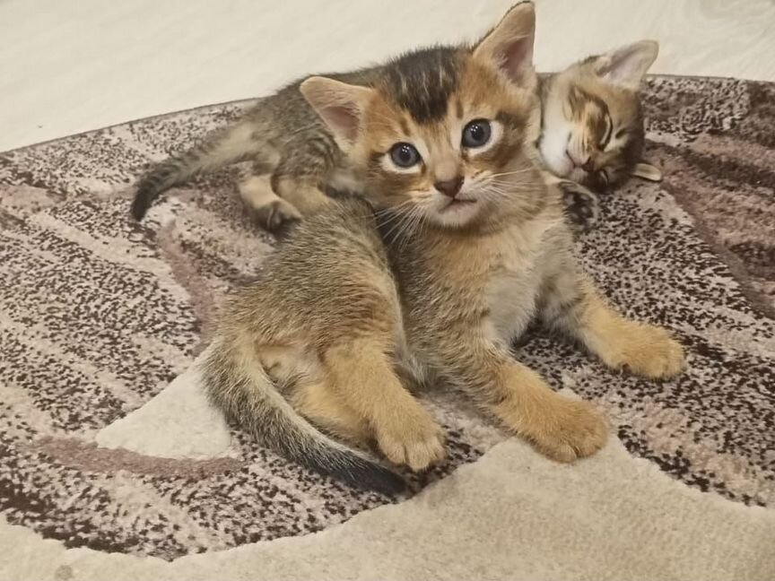 Котята абиссины