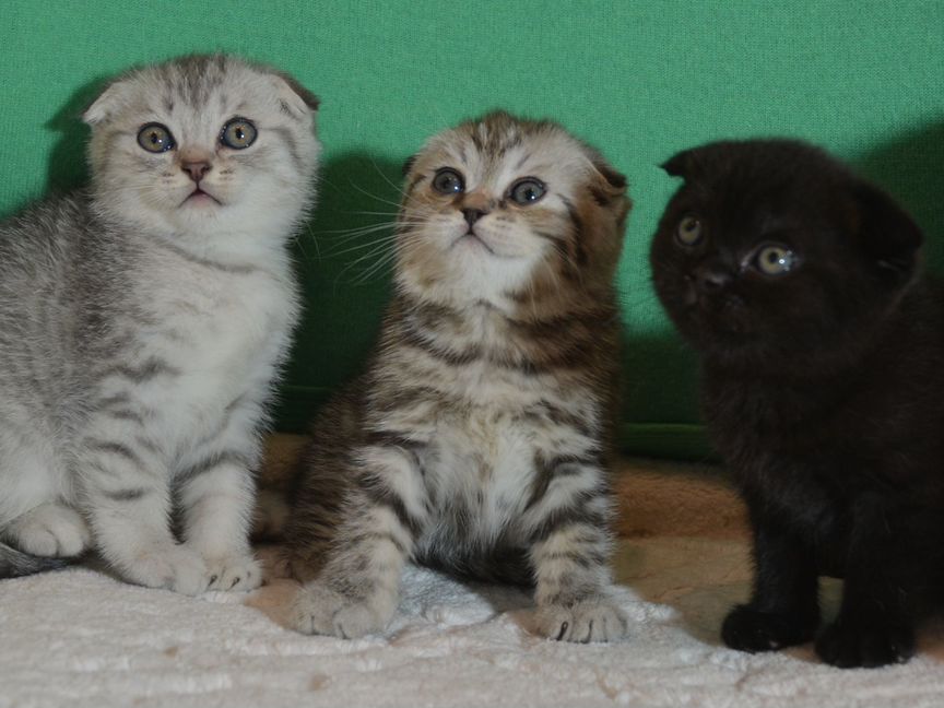 Вислоухие светлые и черные