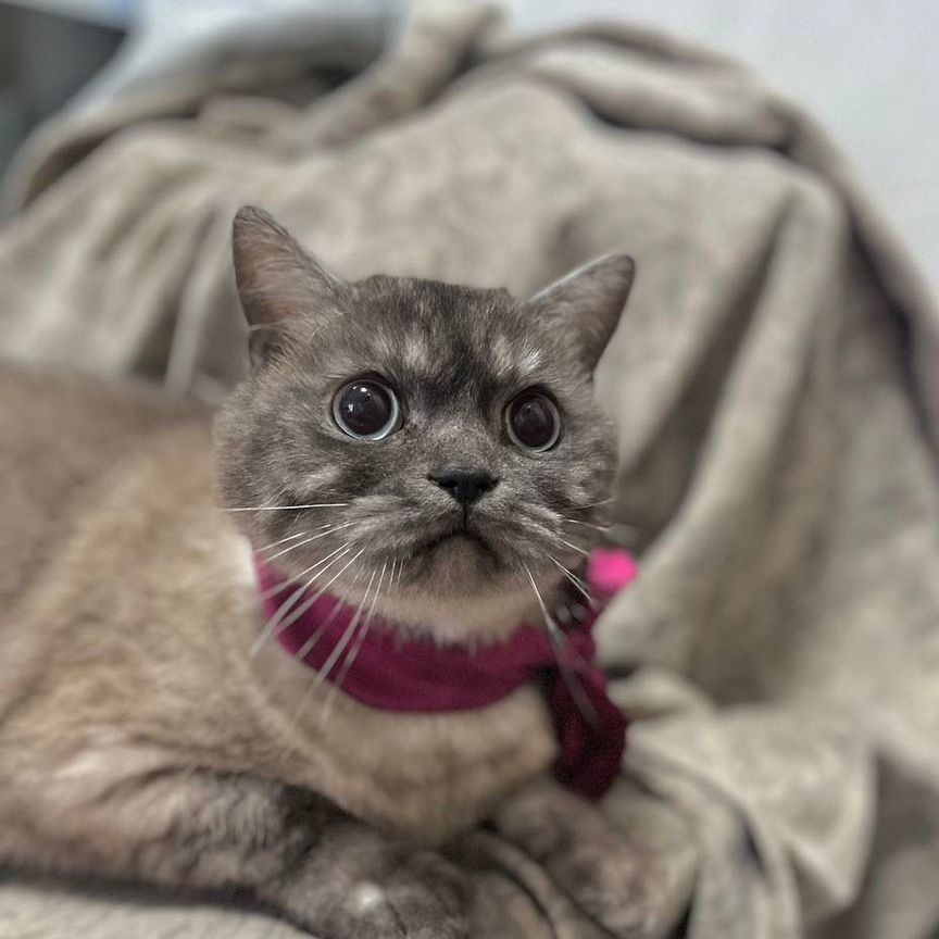 Взрослый кот в добрые руки