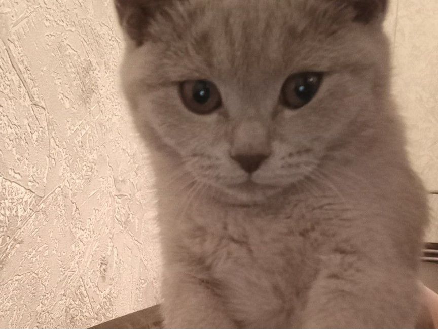 Британская кошка