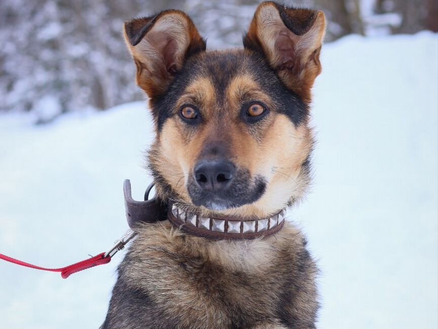 Собака 1-1,5 года Алсу в добрые руки