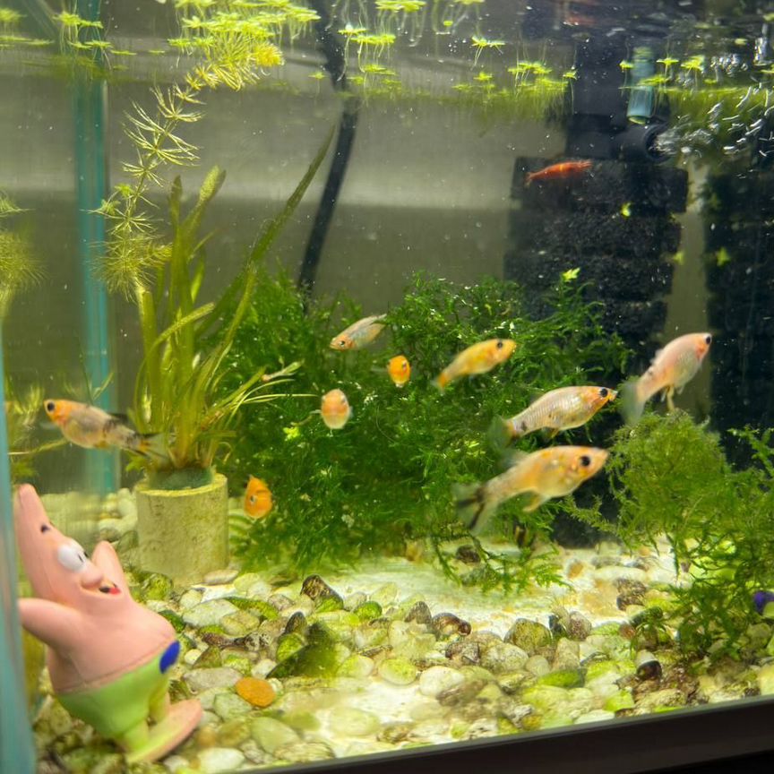 Моллинезия