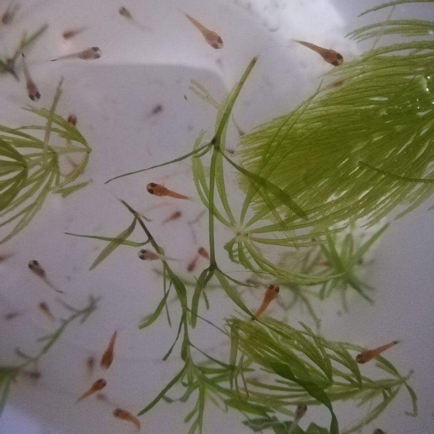 Меченосцы мальки