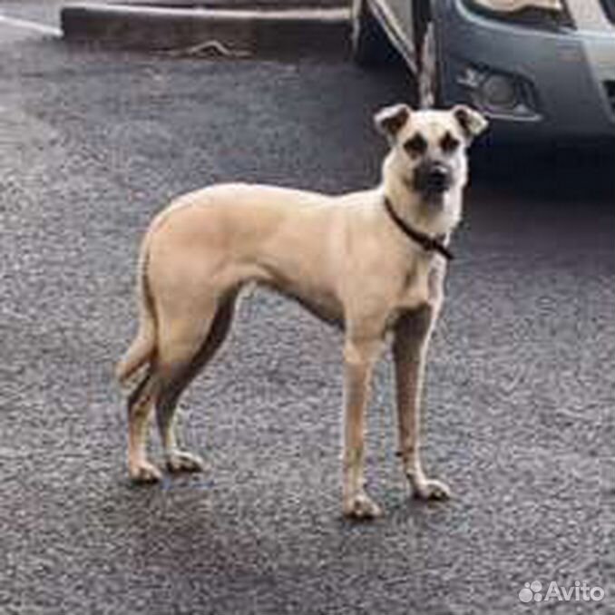 Найдена замечена собака. Чья плиеряшка