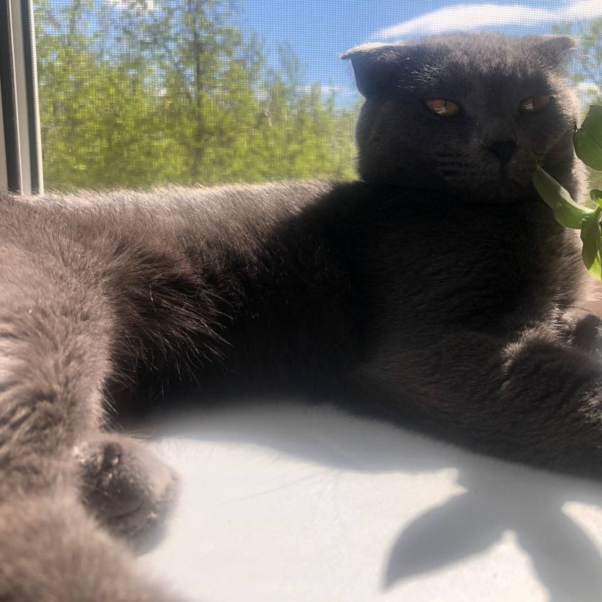 Кот бегемот