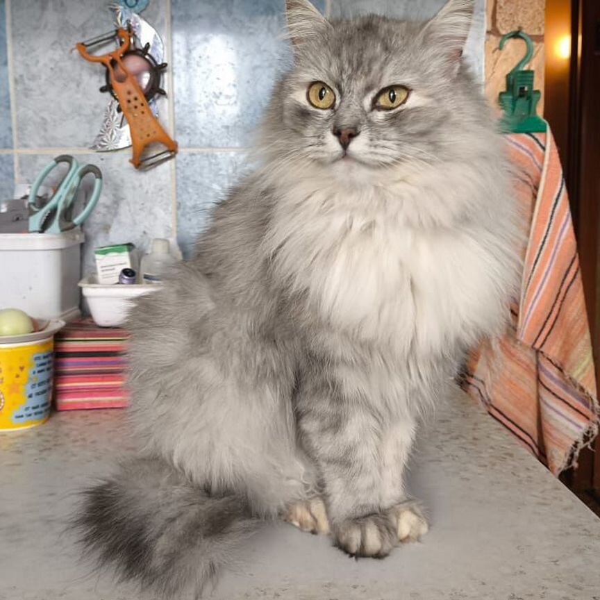 Кошечка ищет дом