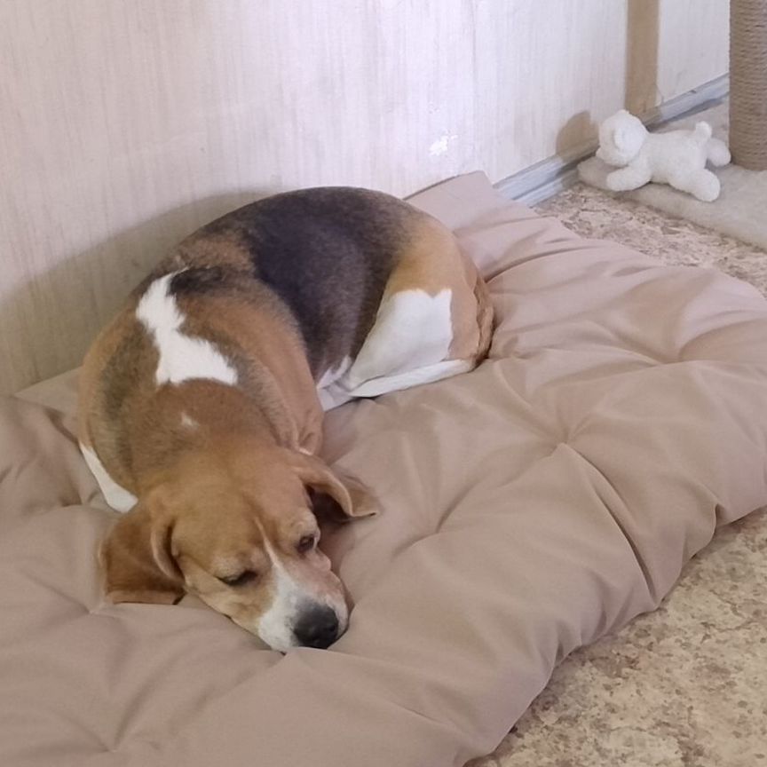 Бигль девочка