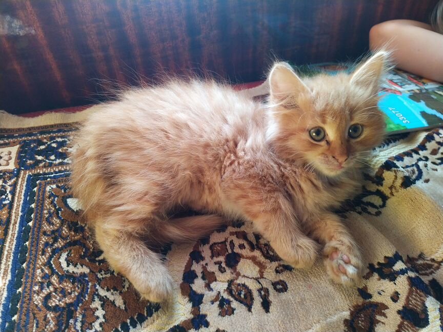 Отдам котенка в добрые руки