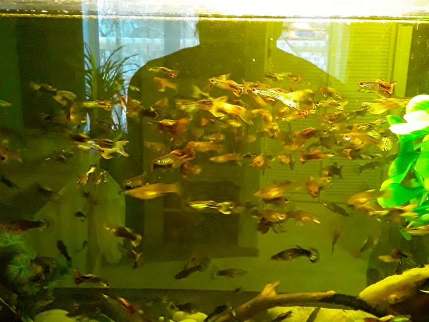 Аквариумные рыбки гуппи