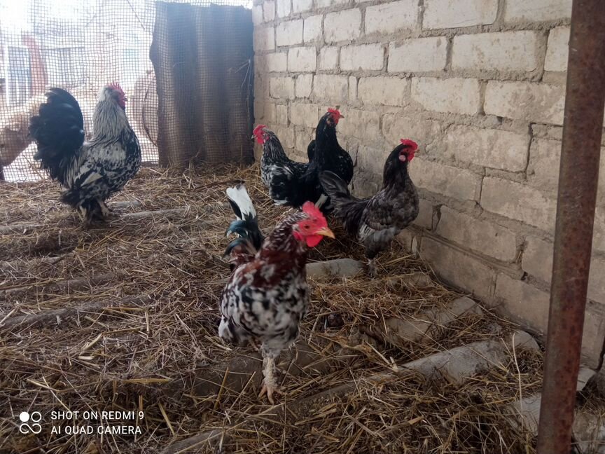 Карликовые куры