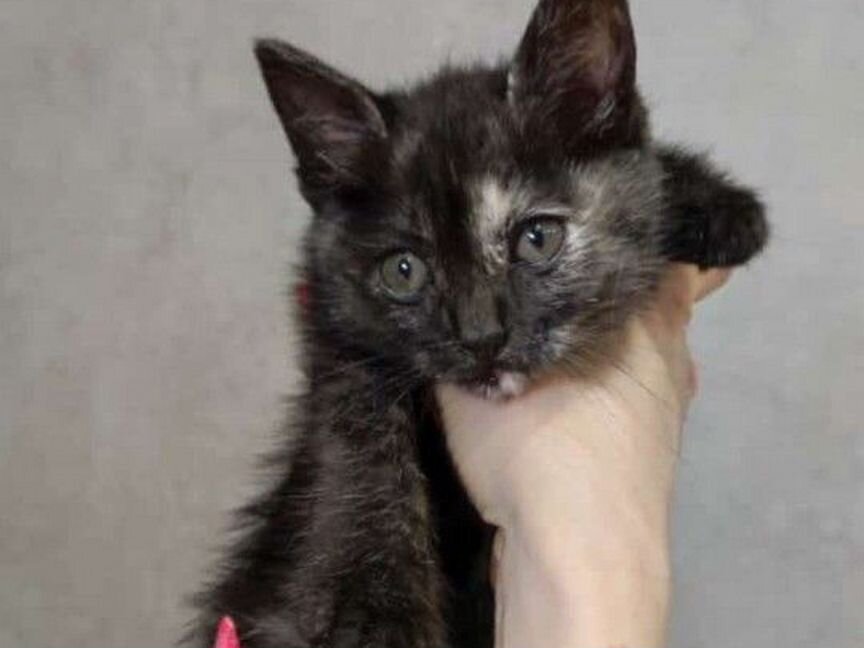 Молли в дар