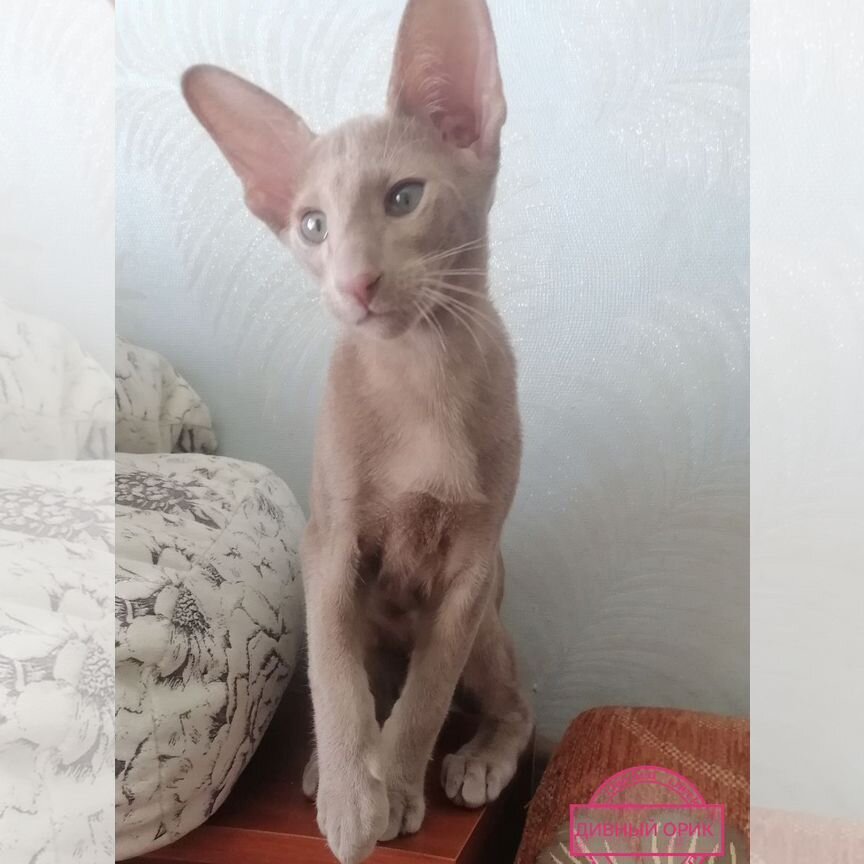 Ориентальный котёнок