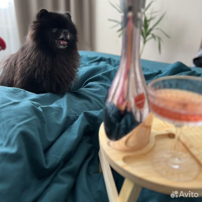 Померанский шпиц мини мишка вязка