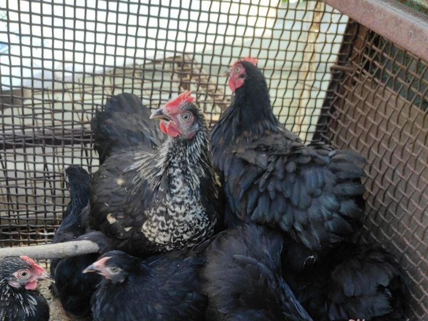 Куры карликовый кохинхин