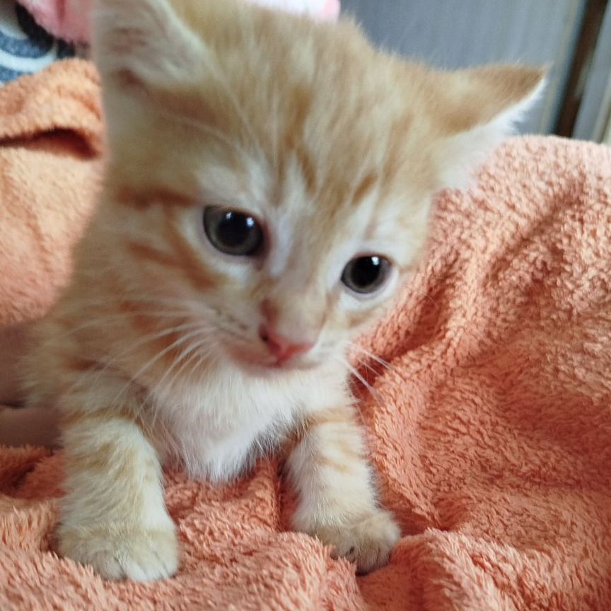 Кот